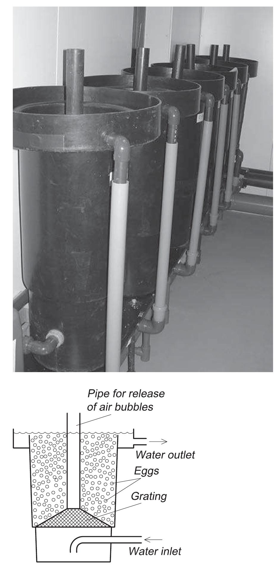 8 in the egg-rearing cylinder layers of eggs are stacked on