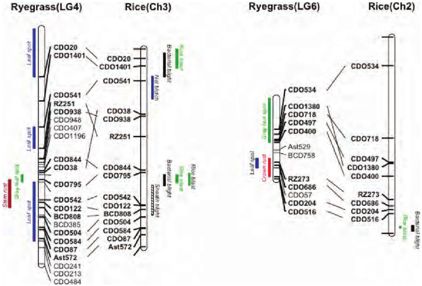 Integrated disease resistance map of ryegrass and rice using