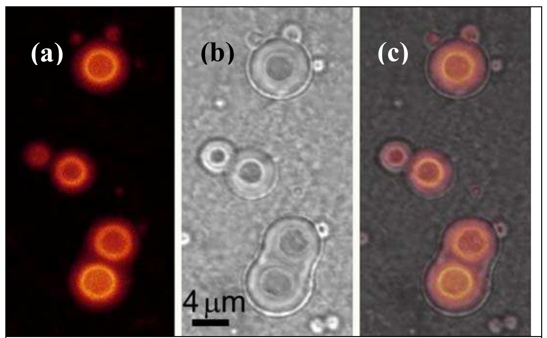 7. cross-sectional images of a colloidal- silica-coated