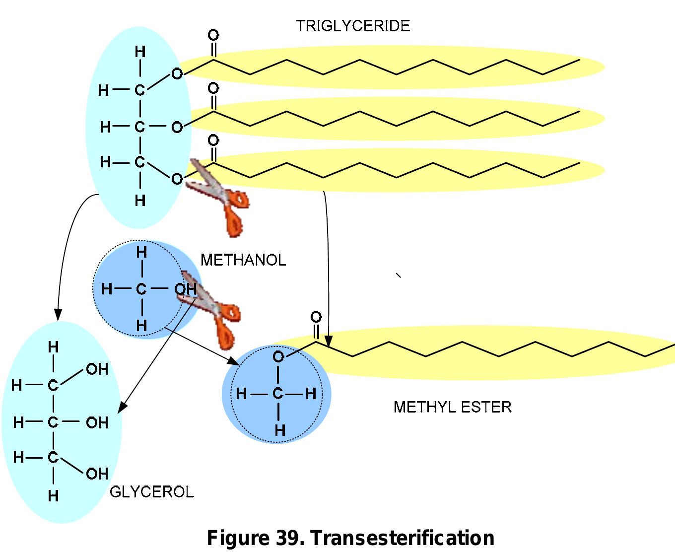 The process leaves behind methyl esters (with a ch3 group on