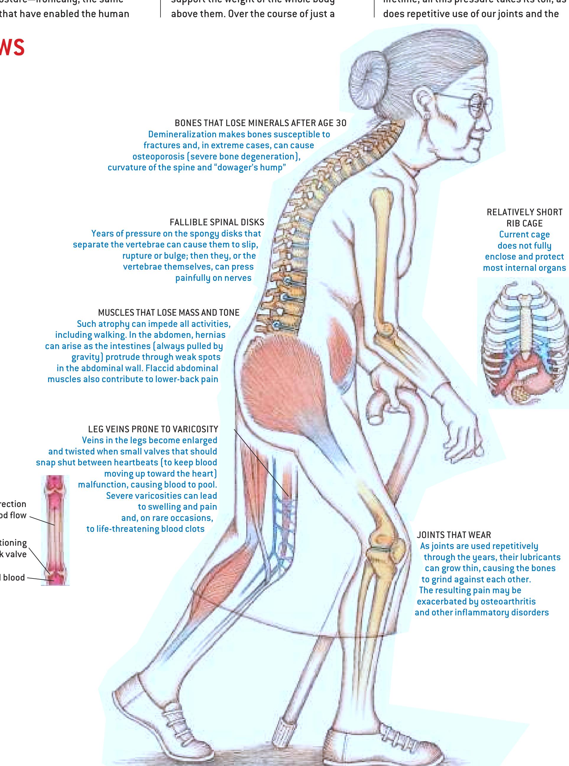 Figure 1 - If Humans Were Built to Last