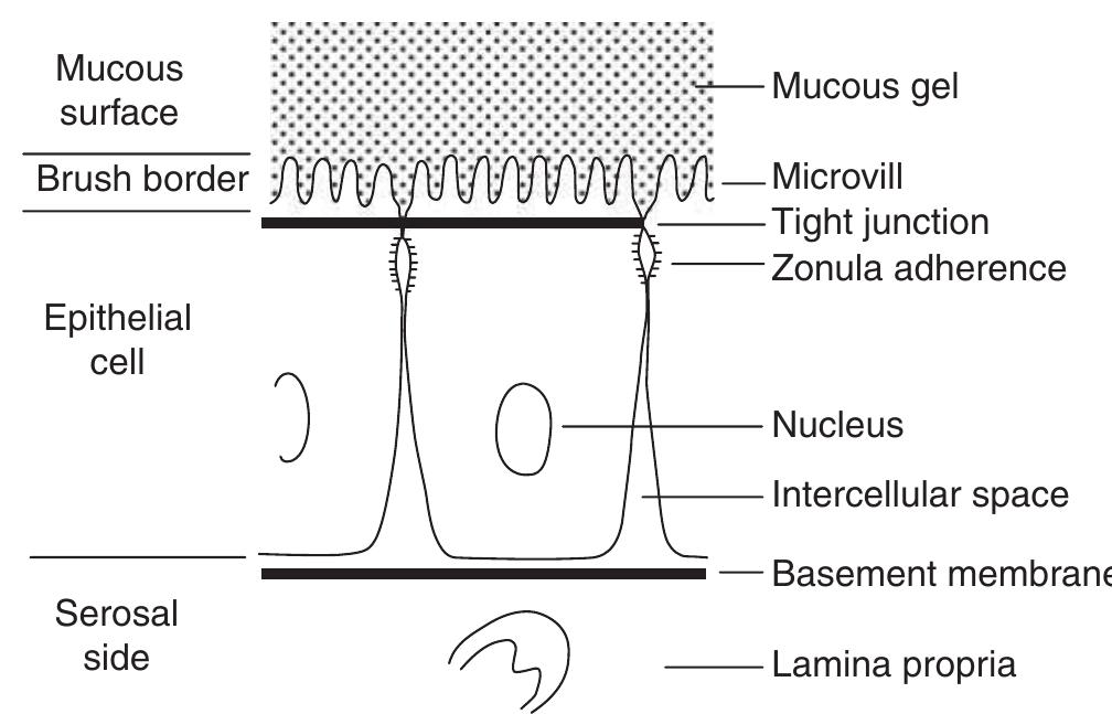 5 schematic diagram of intestinal epithelial cells (copied