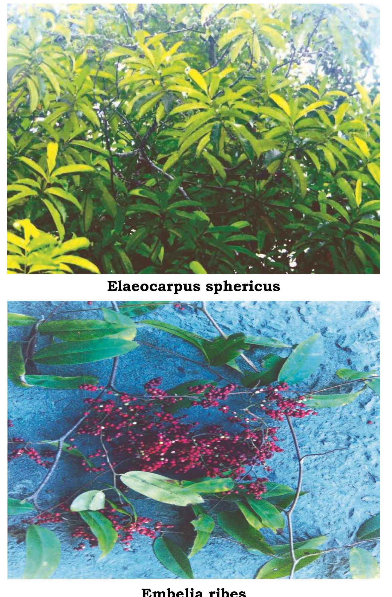 Figure 28 - Medicinal Plants of Arunachal Pradesh