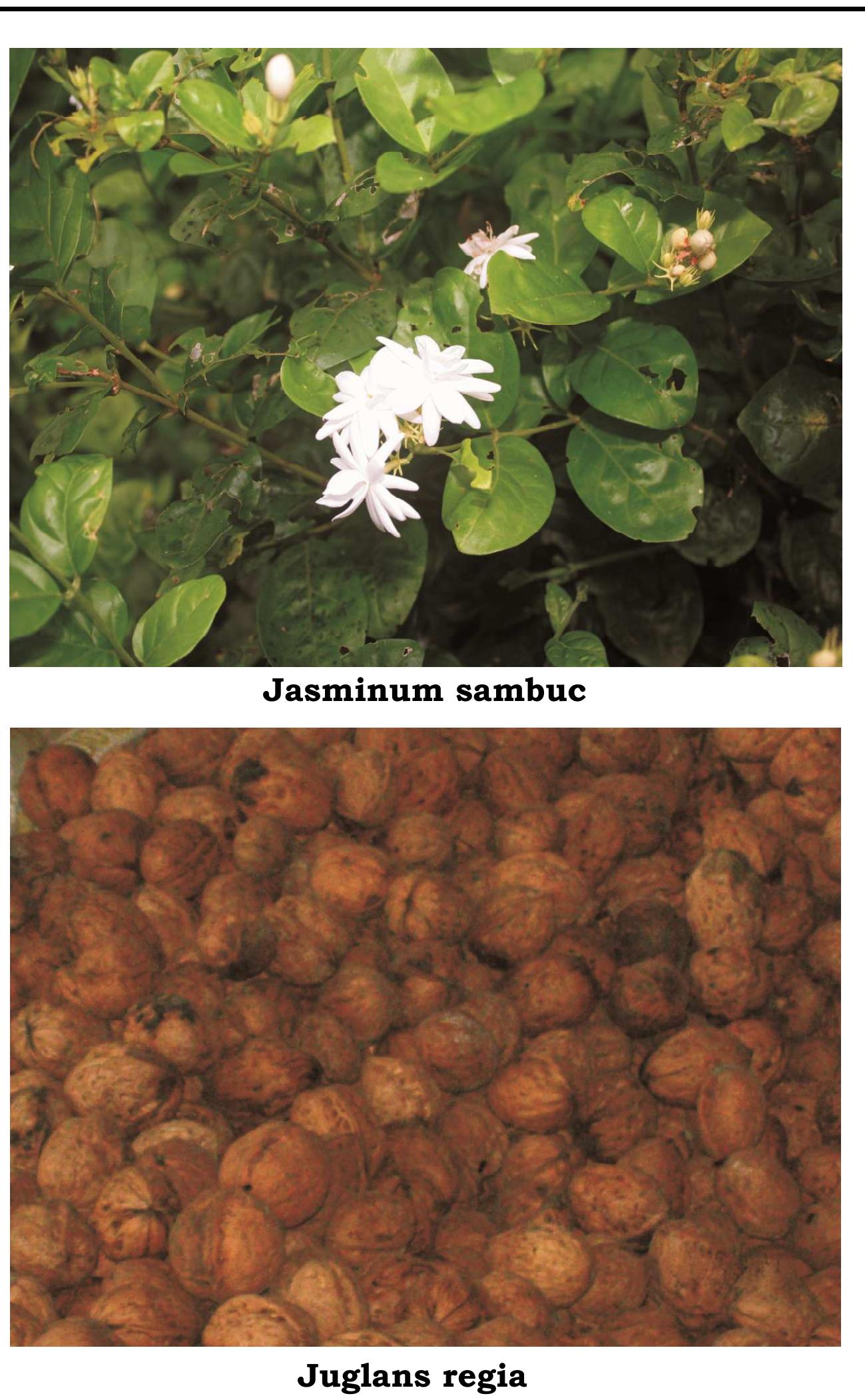 Figure 35 - from Medicinal Plants of Arunachal Pradesh