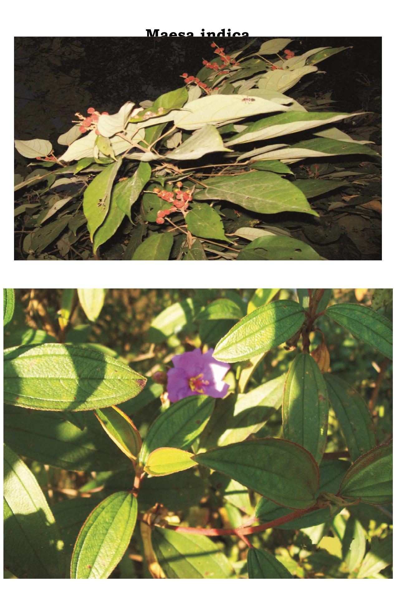 Figure 38 - Medicinal Plants of Arunachal Pradesh