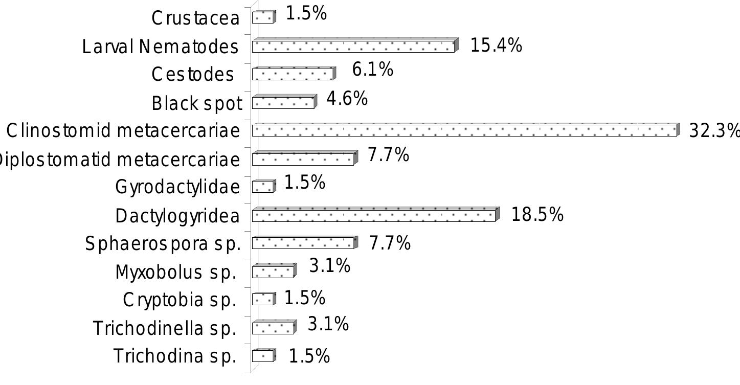 - ethiopia: prevalence of different parasite groups in wild