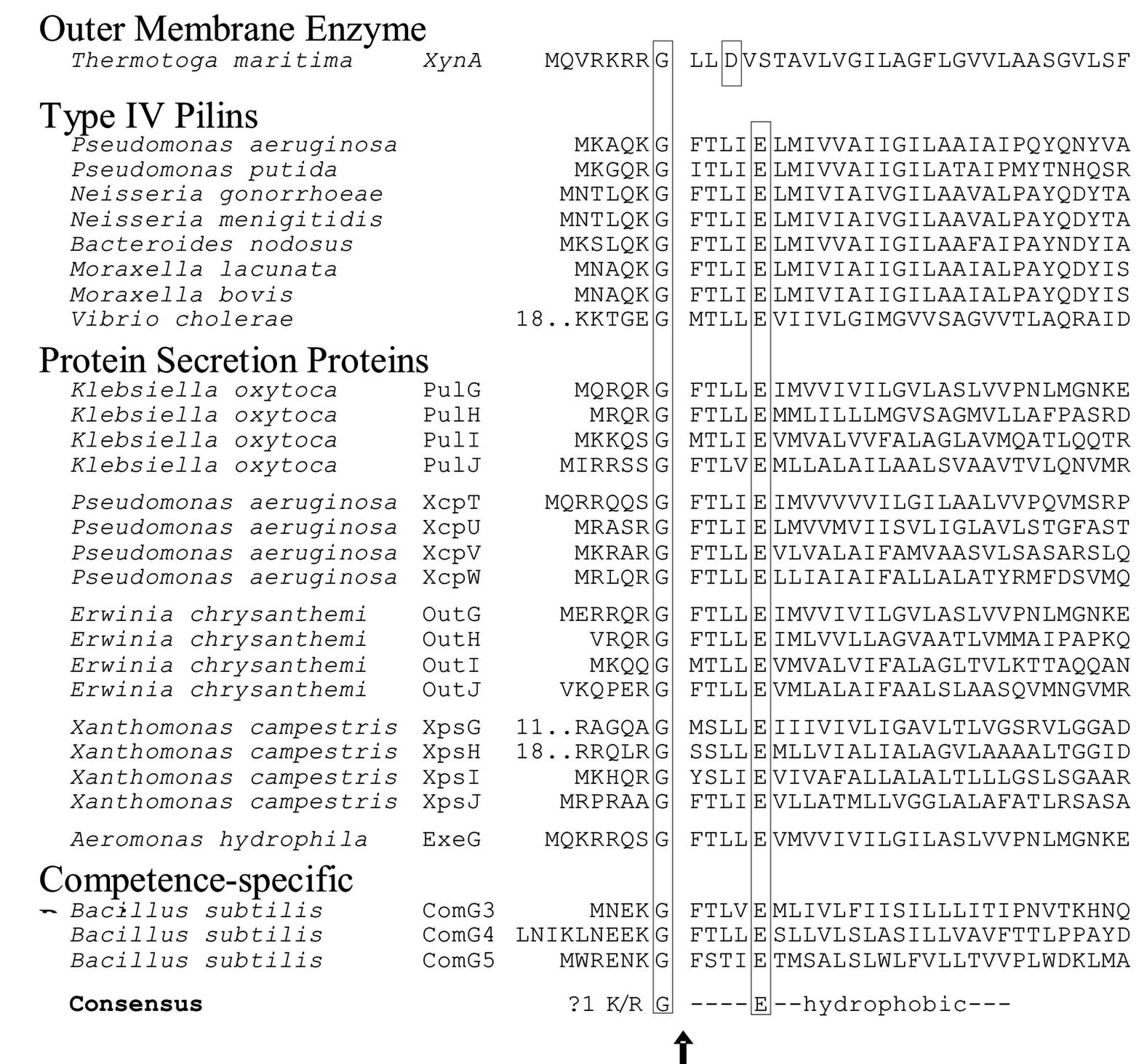 Alignment of typical type iv prepilin signal peptides with