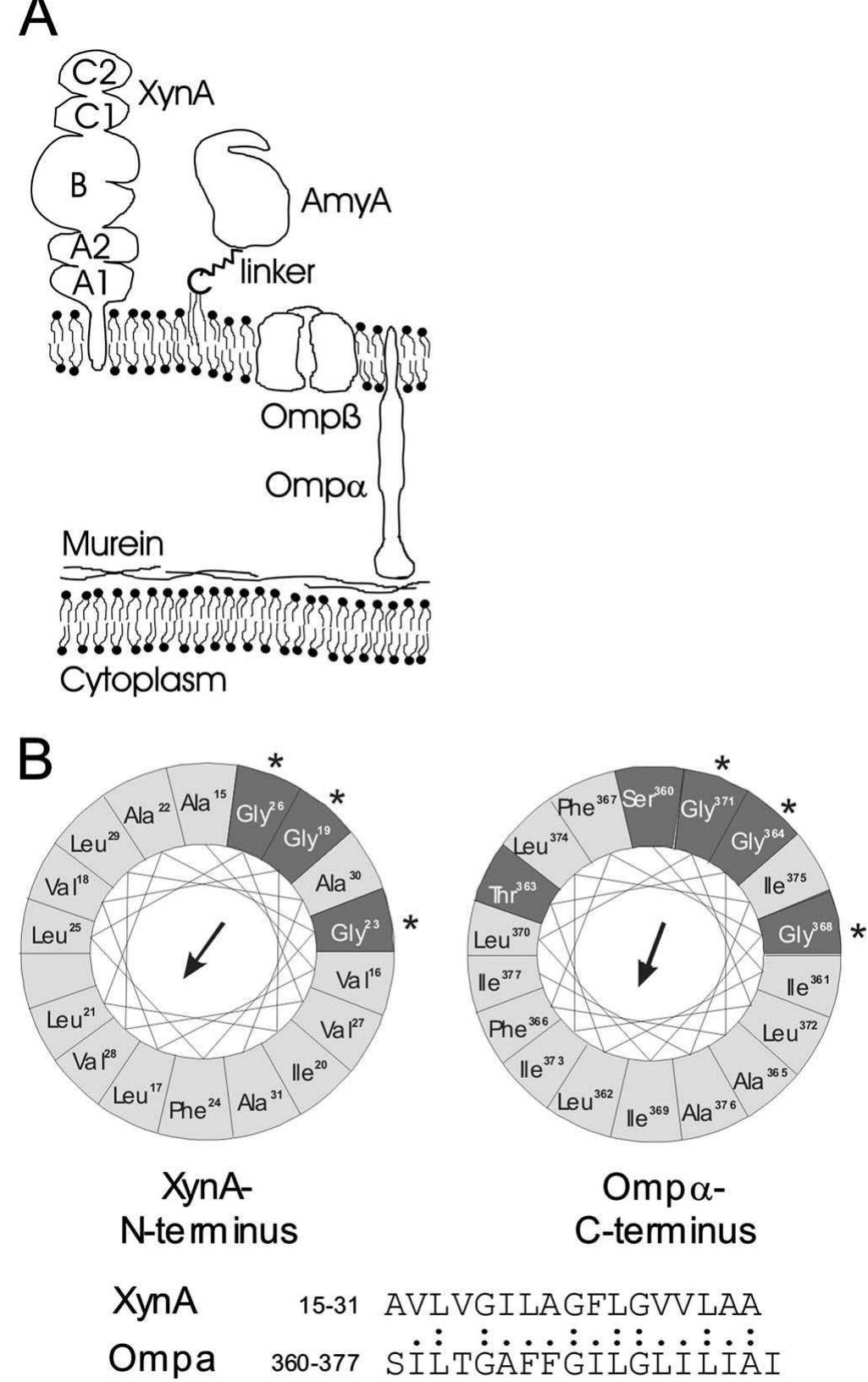 (a) schematic model of the t. maritima cell envelope,