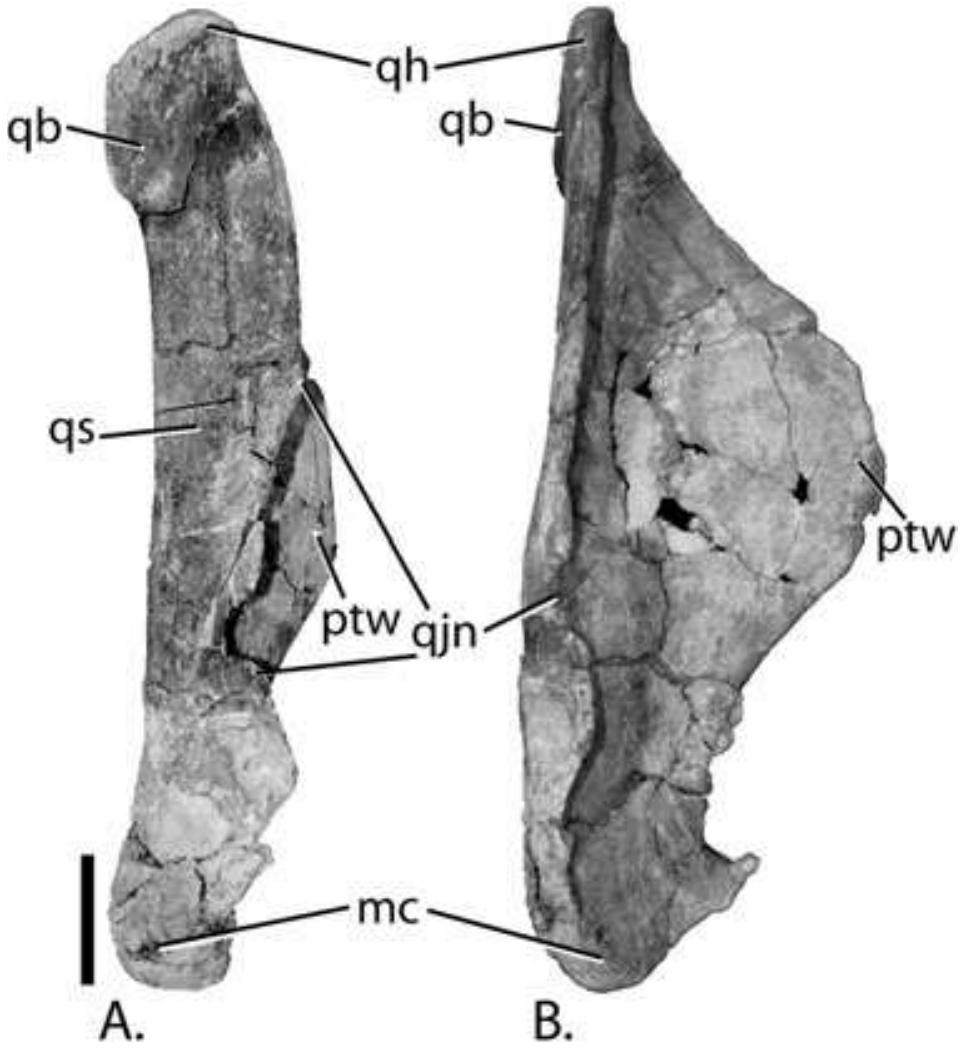 Gryposaurus monumentensis gen. et sp. nov. (ram 6797) right