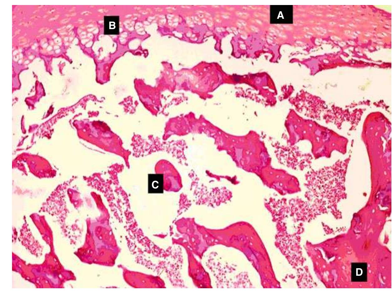 2.2.7.4 secondary center of ossification about the time of