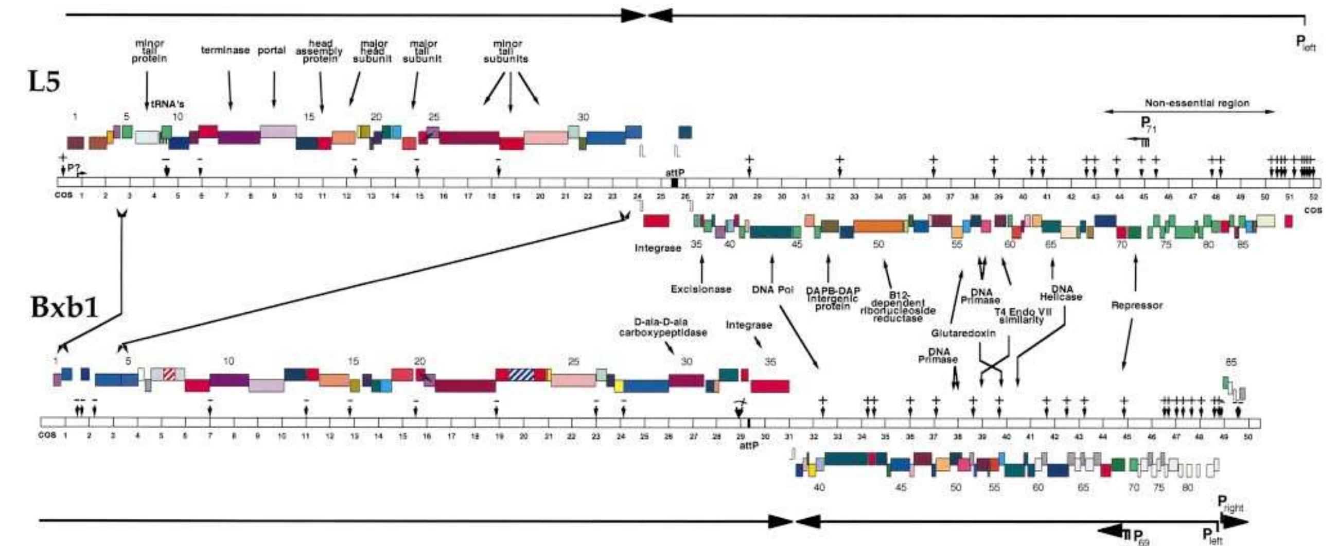 Genome maps of bxb1 and l5. the genomes of l5 and bxb1 are