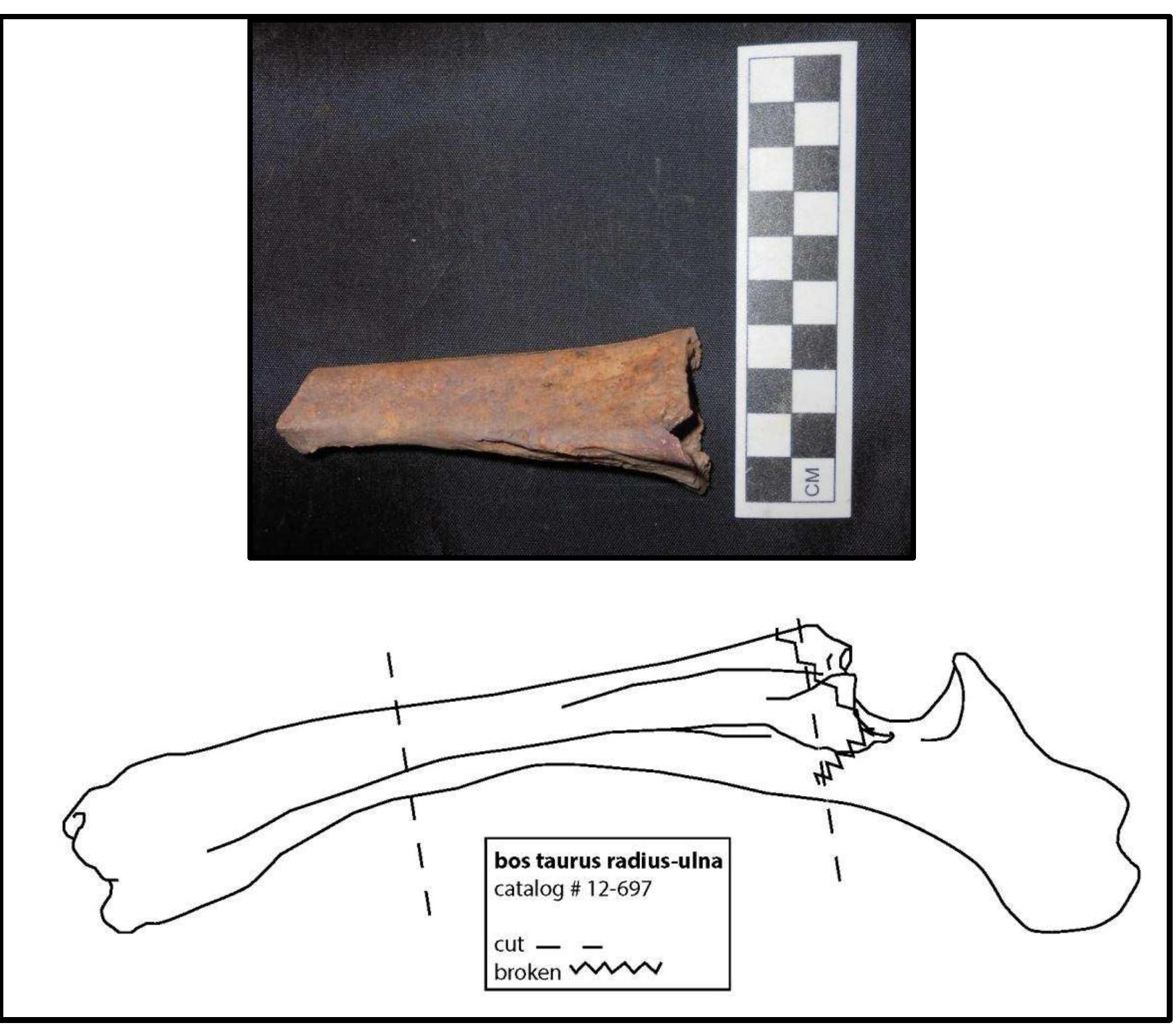 The skeleton. figure 18. cow (bovine) radius-ulna (12-697).