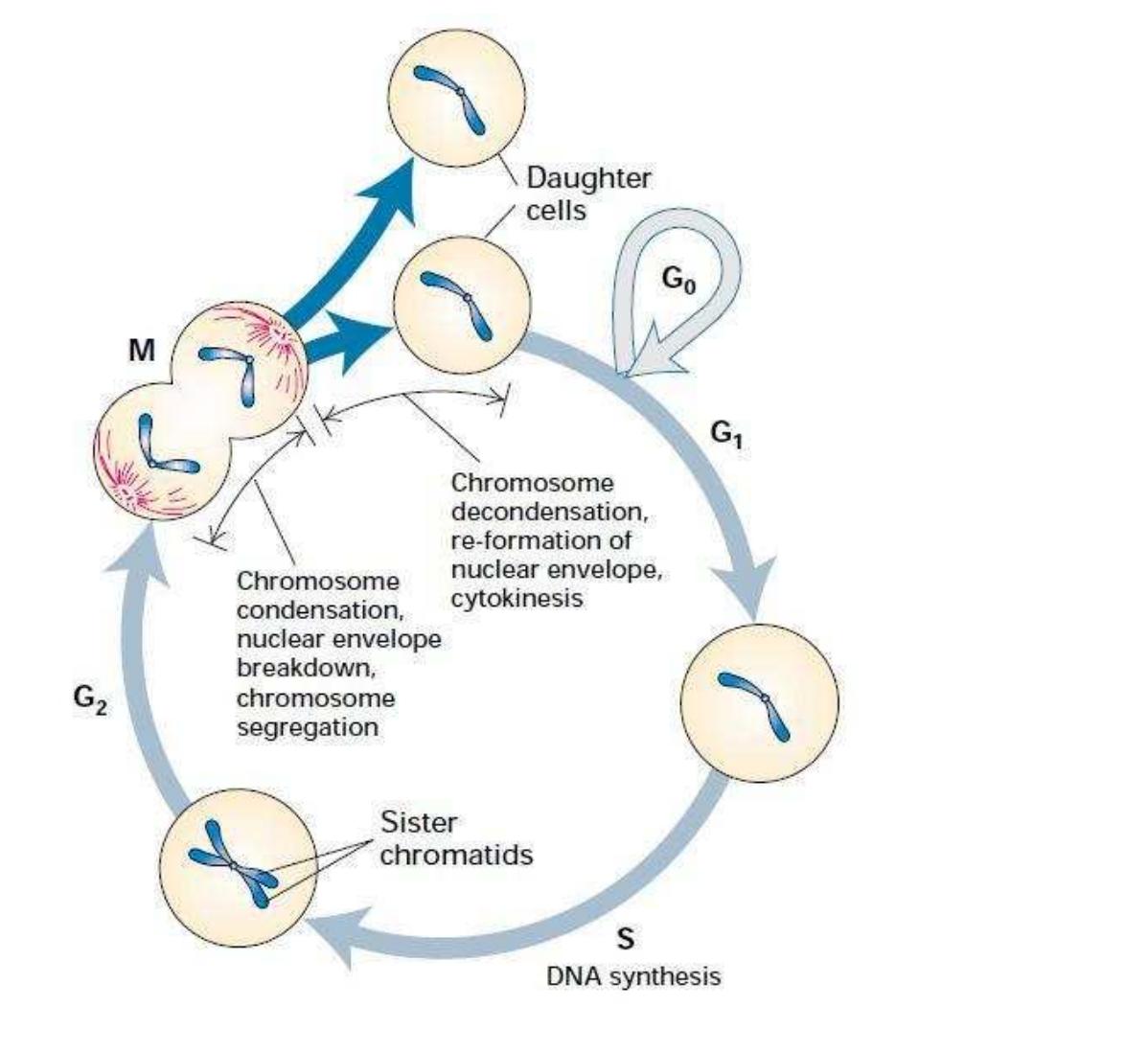 Model for regulation of the eukaryotic cell cycle ne cyclins