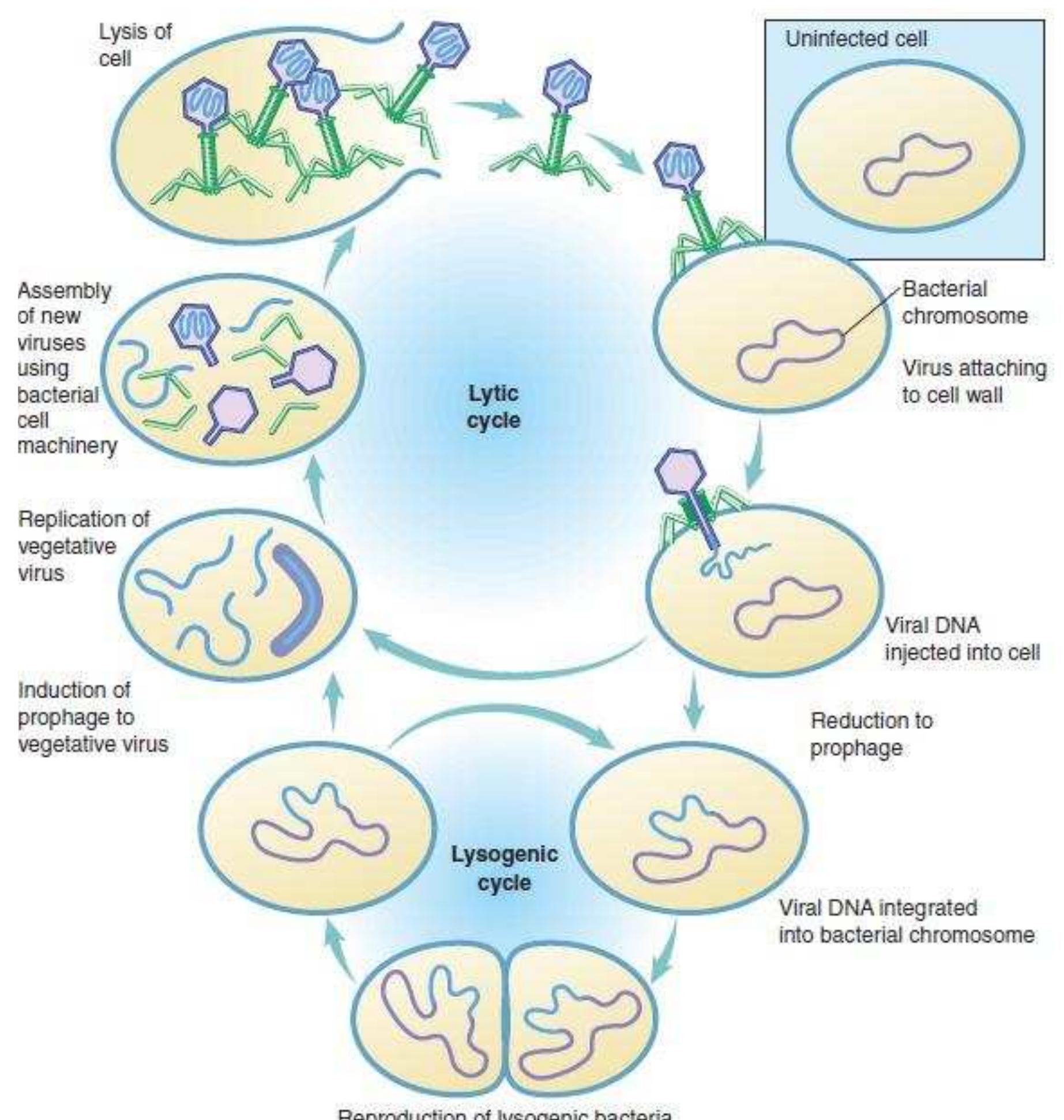 Lytic and lysogenic cycles of a bacteriophage. in the lytic