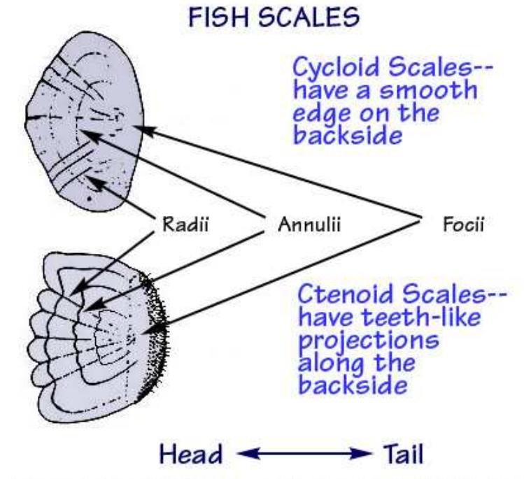 (PDF) ANATOMY OF FISH