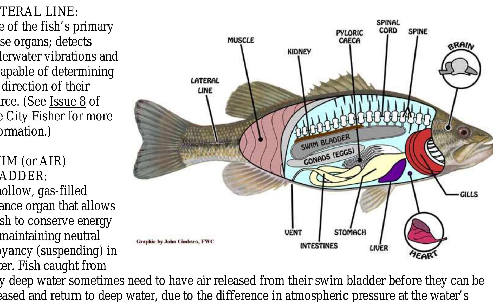 Figure 3 - ANATOMY OF FISH
