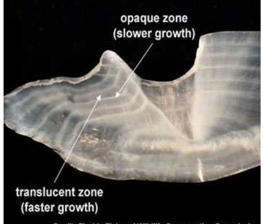 (PDF) ANATOMY OF FISH