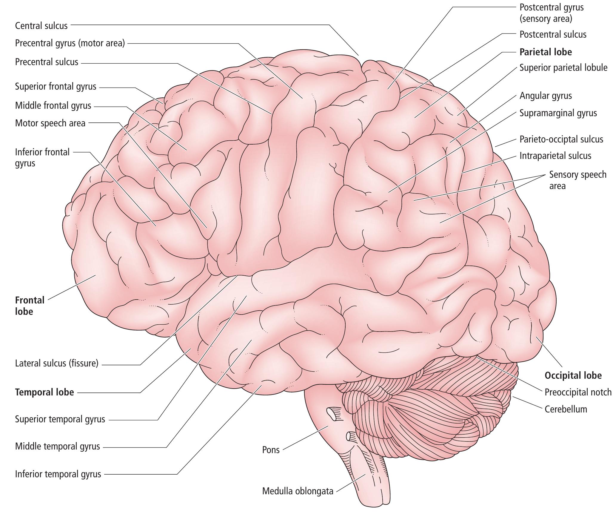 ‘igure 6.1 @ diagram of the brain from a lateral view. the