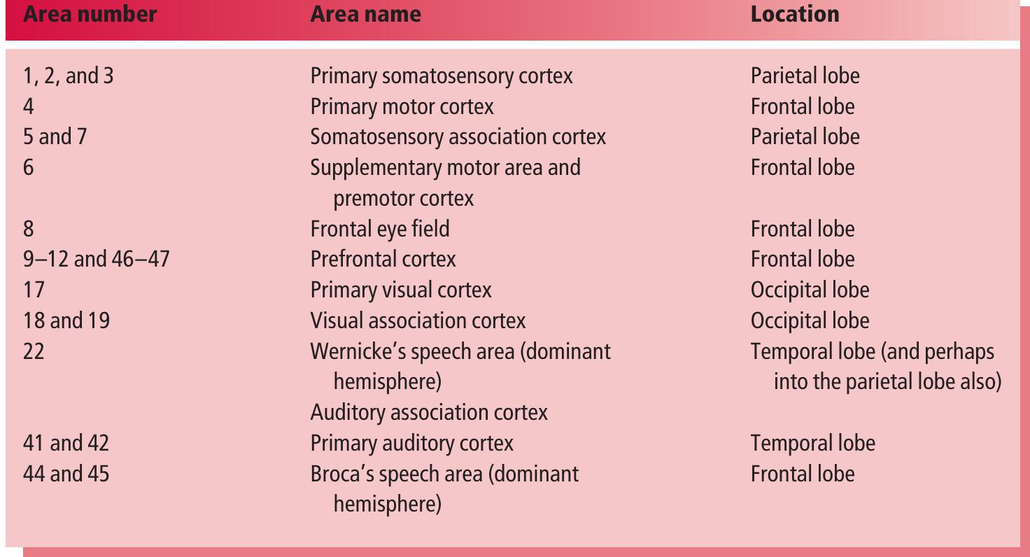 Table 2 - from ANATOMY OF THE BRAIN