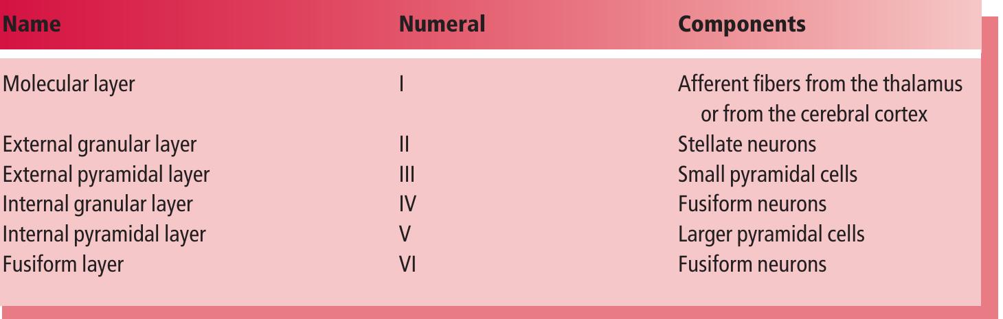 (PDF) ANATOMY OF THE BRAIN