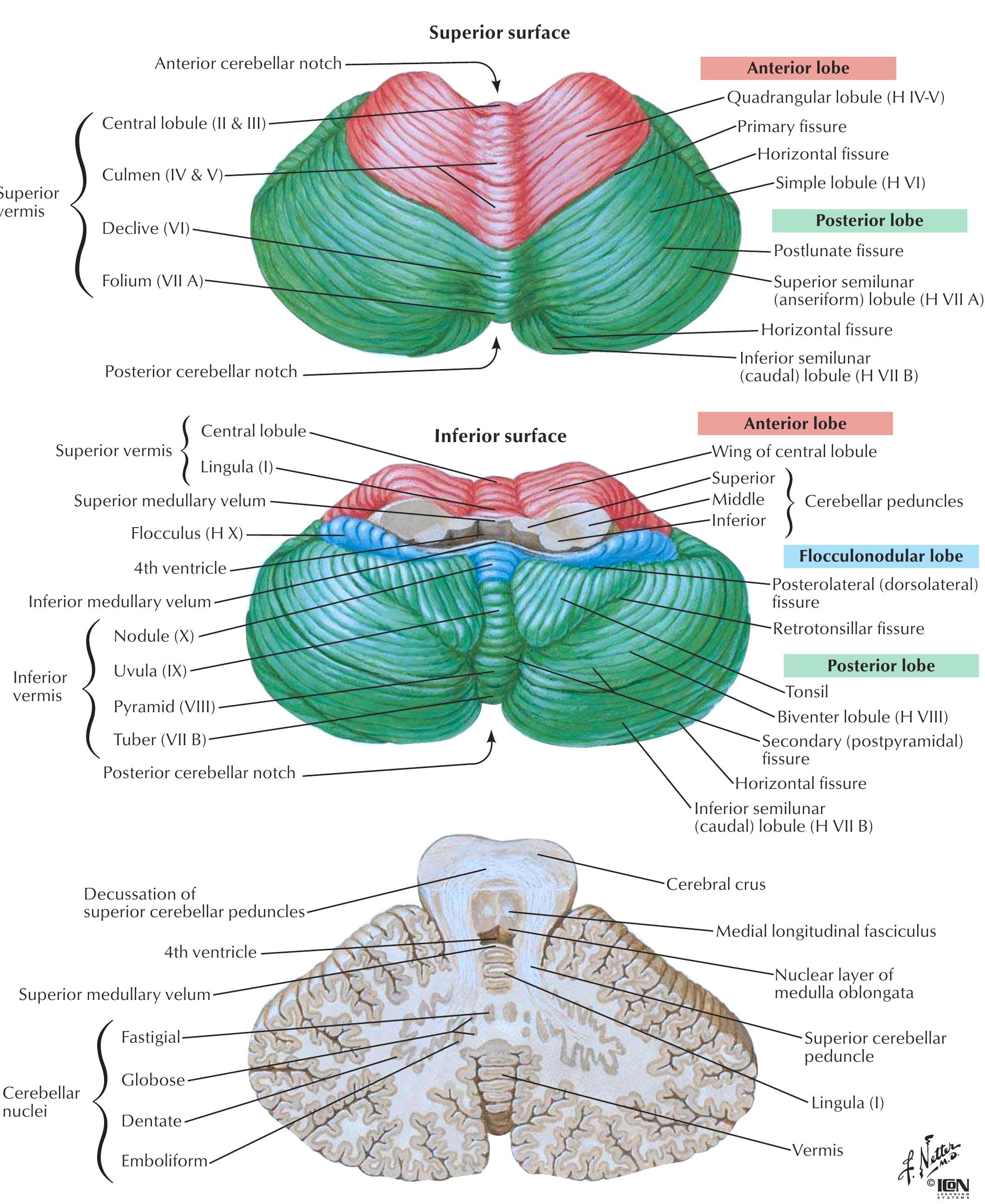 Section in plane of superior cerebellar peduncle