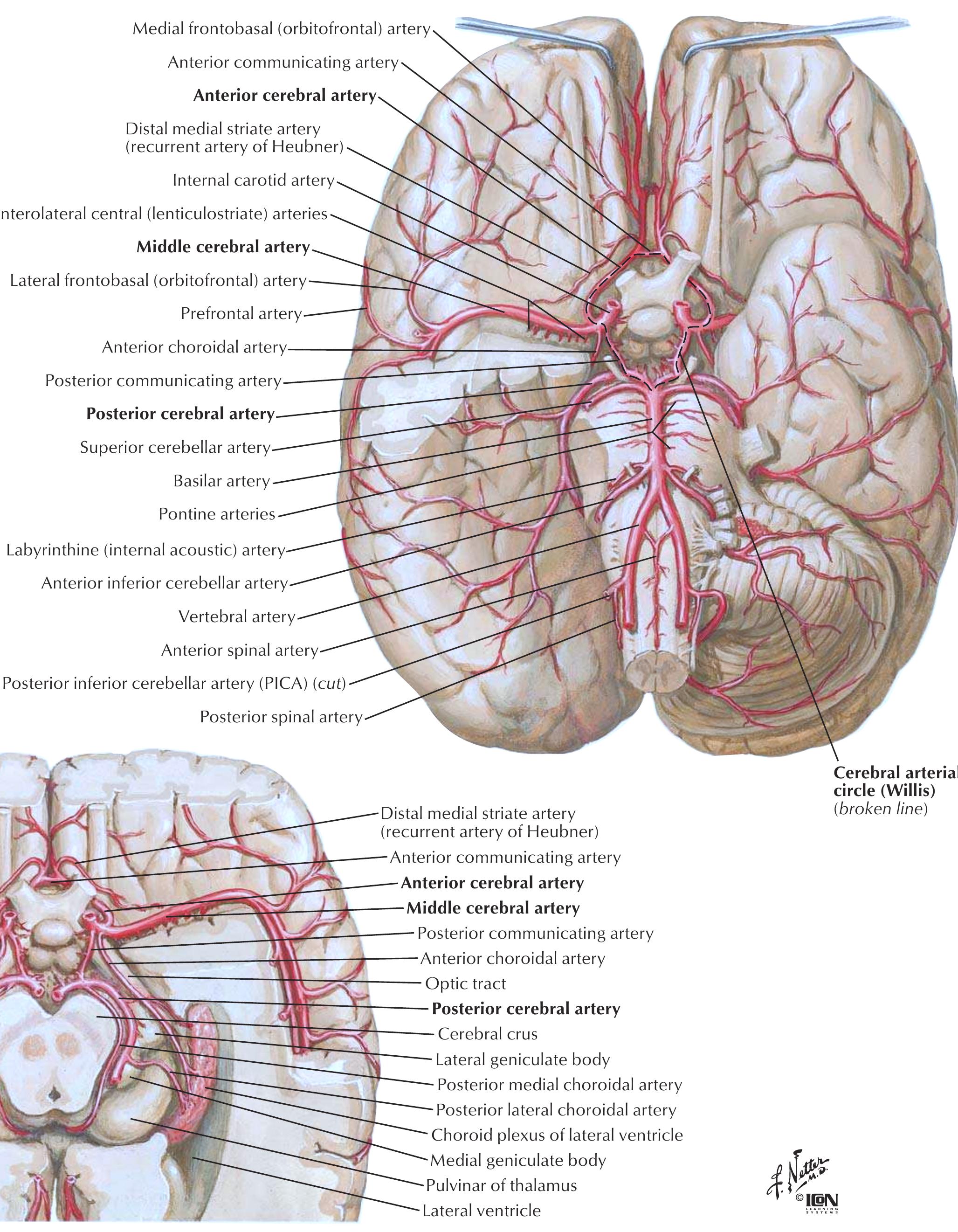 Figure 14 - Atlas of Neuroanatomy and Neurophysiology.