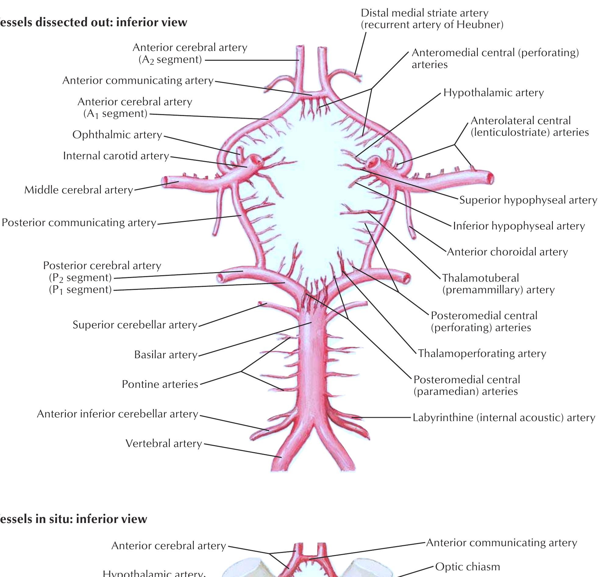Figure 15 - Atlas of Neuroanatomy and Neurophysiology.