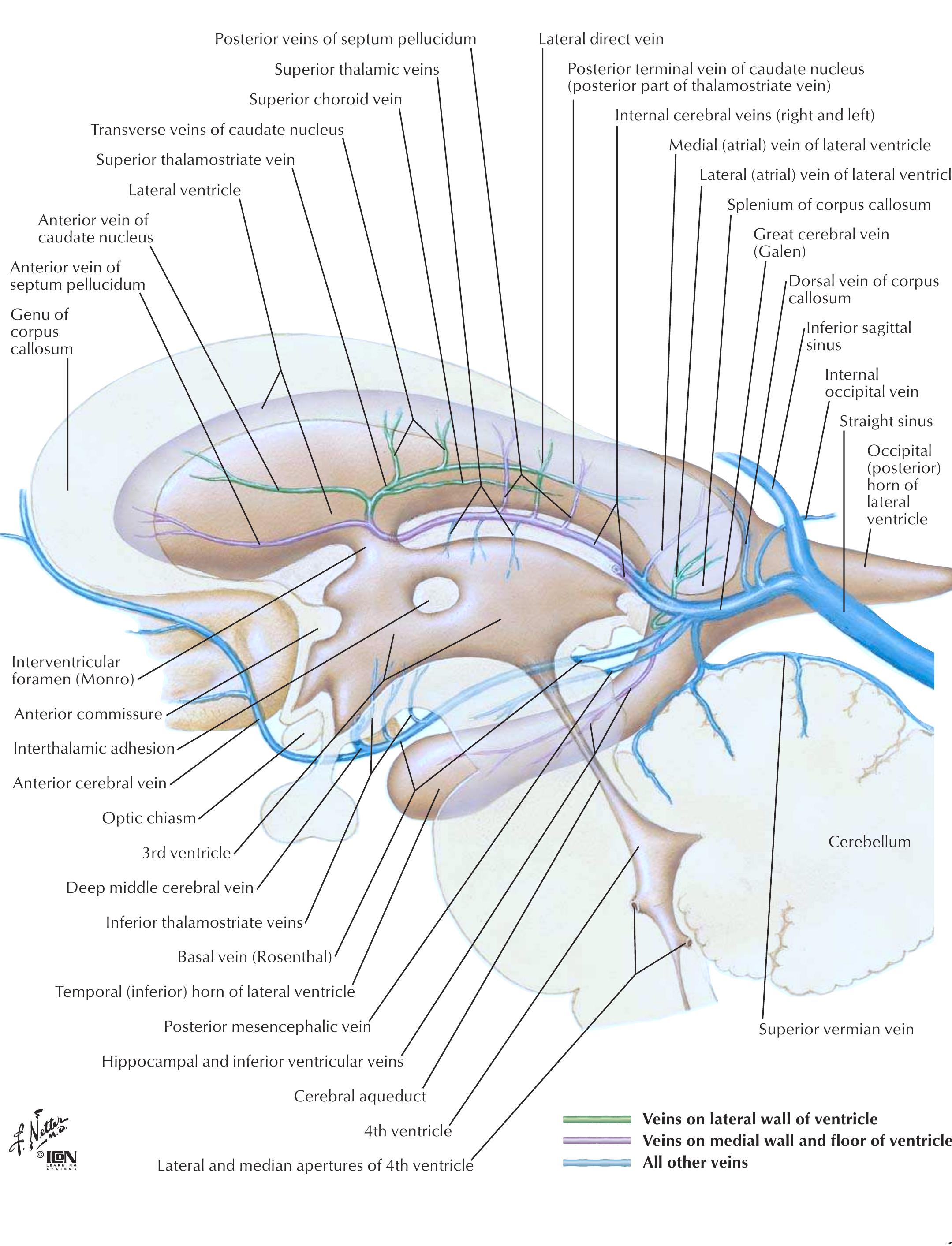 Figure 22 - Atlas of Neuroanatomy and Neurophysiology.