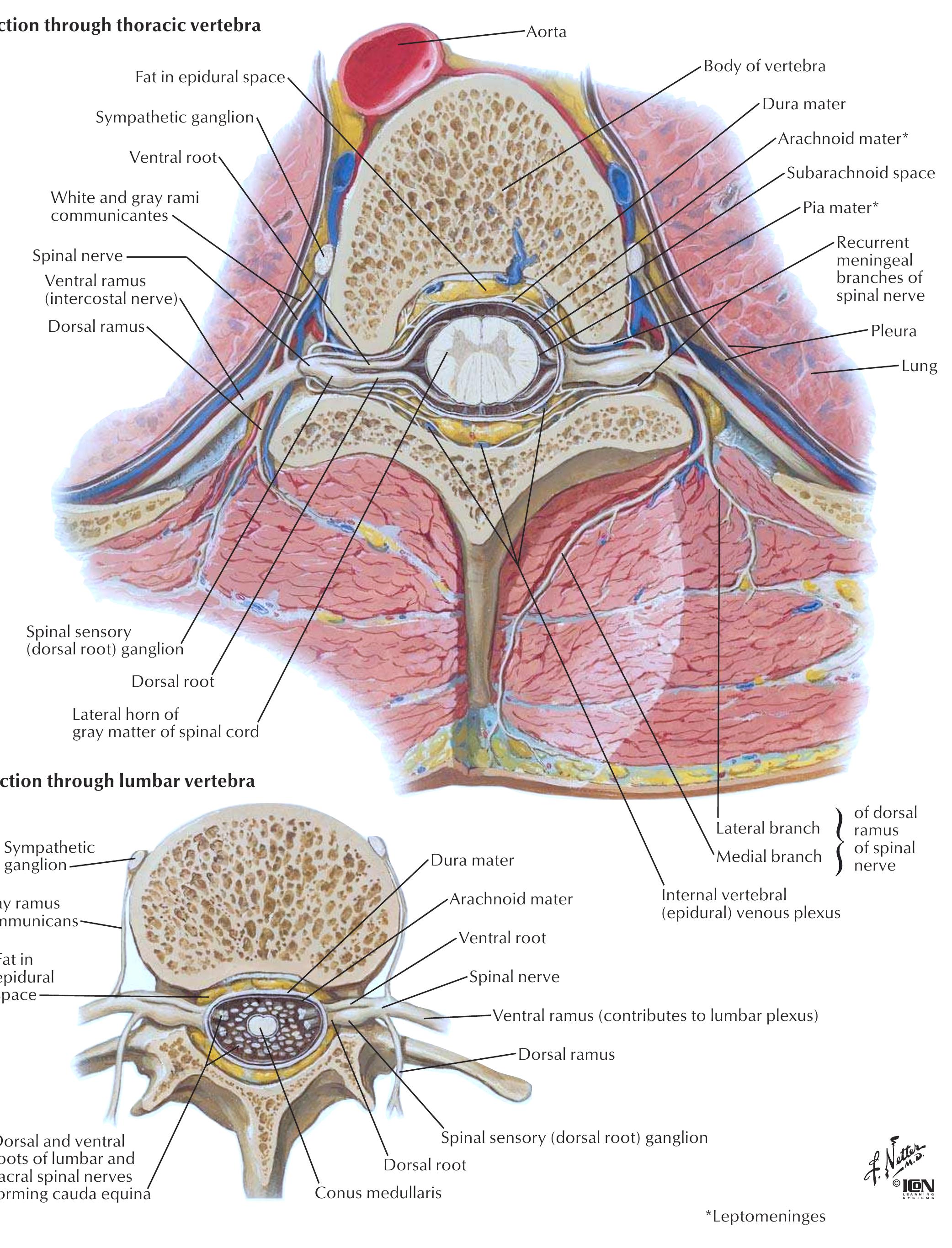 Figure 27 - Atlas of Neuroanatomy and Neurophysiology.