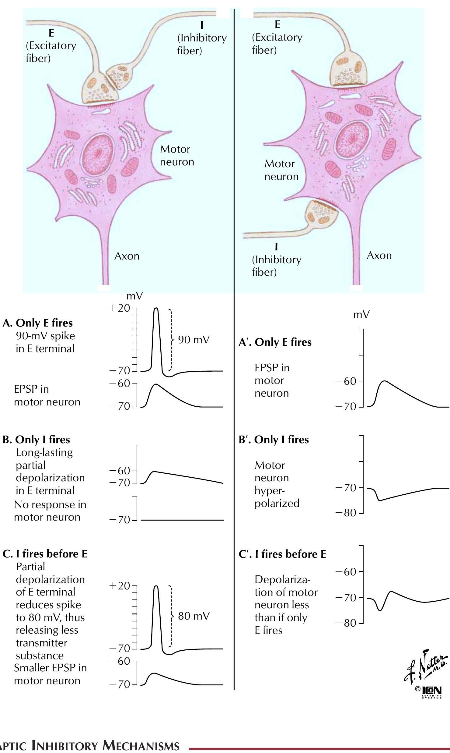 Inhibitory synapses modulate neuronal activity. illustrated