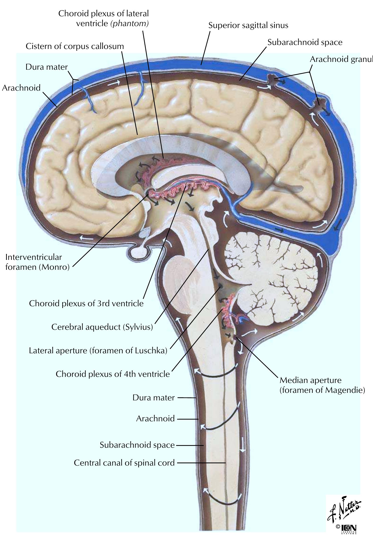 Figure 71 - Atlas of Neuroanatomy and Neurophysiology.