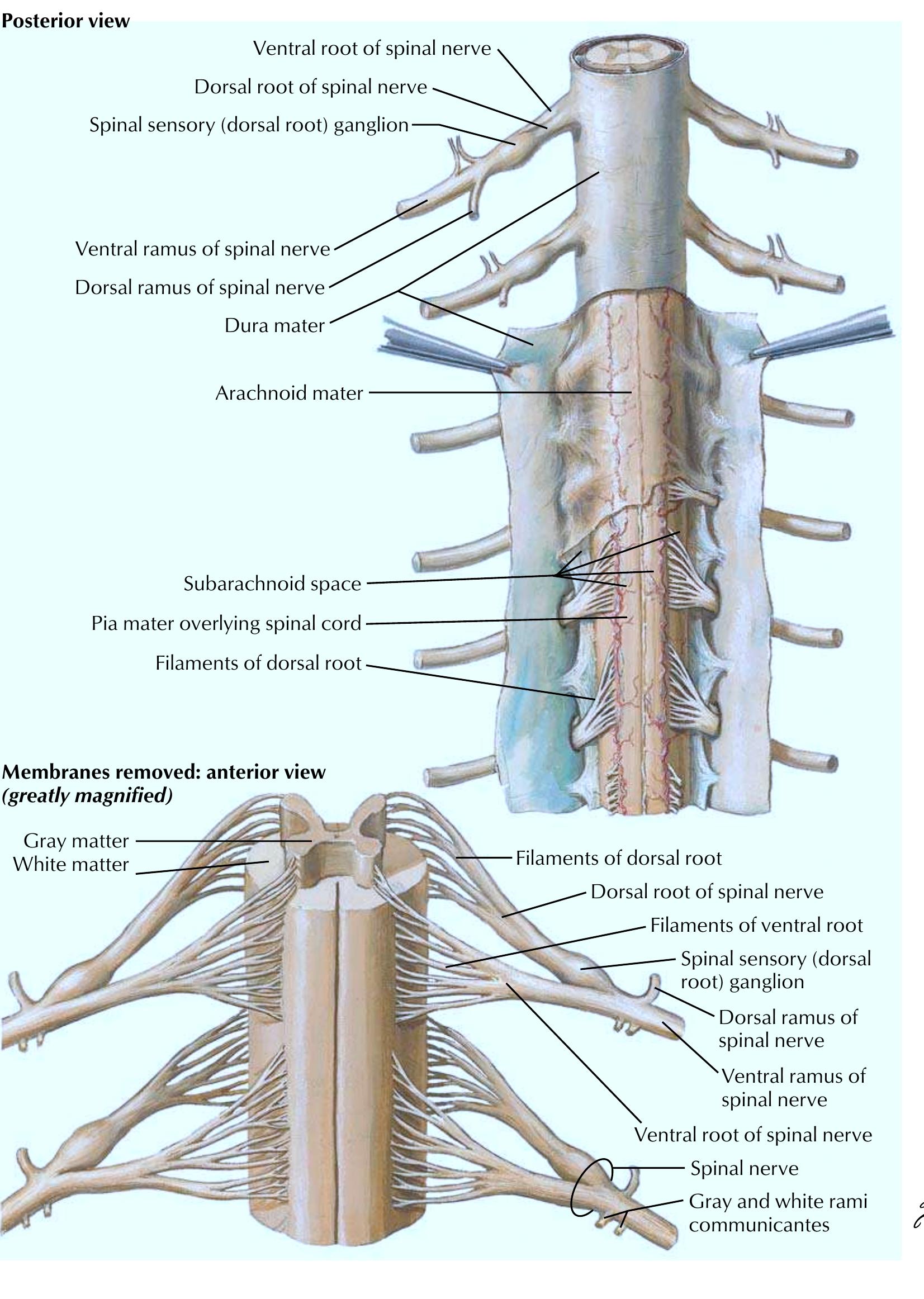 (PDF) Atlas of Neuroanatomy and Neurophysiology.