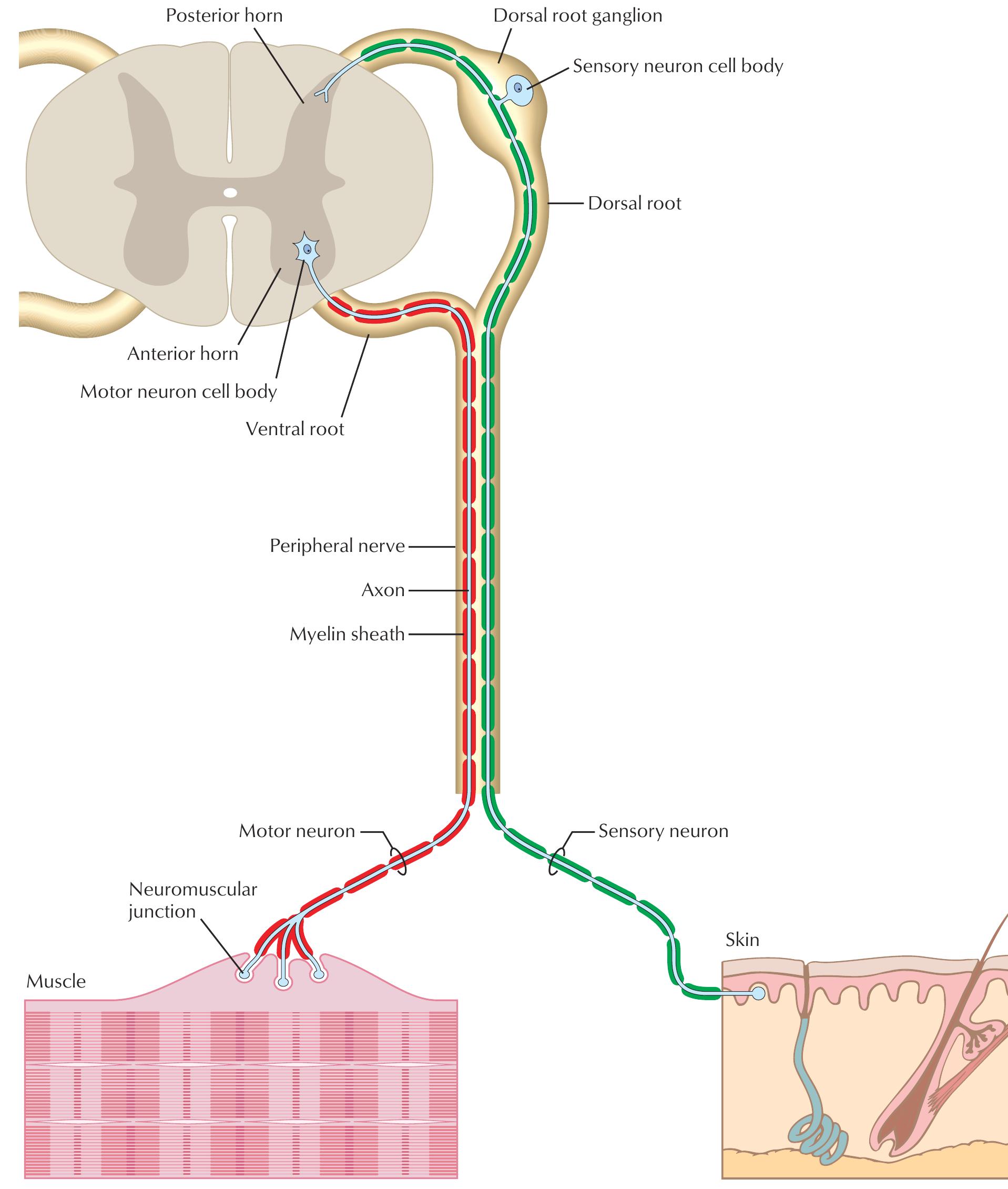 Figure 74 - Atlas of Neuroanatomy and Neurophysiology.