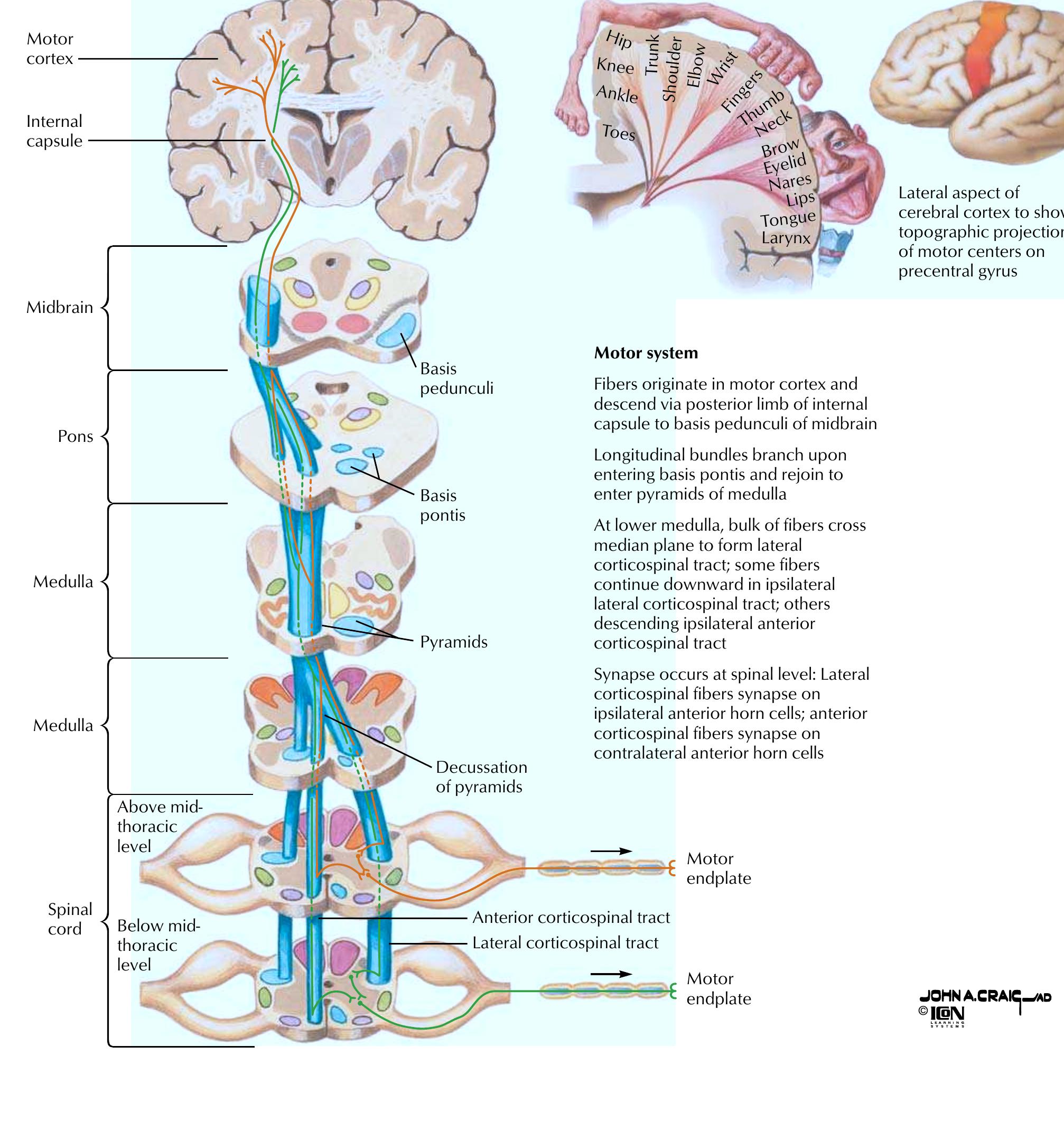 Figure 80 - Atlas of Neuroanatomy and Neurophysiology.