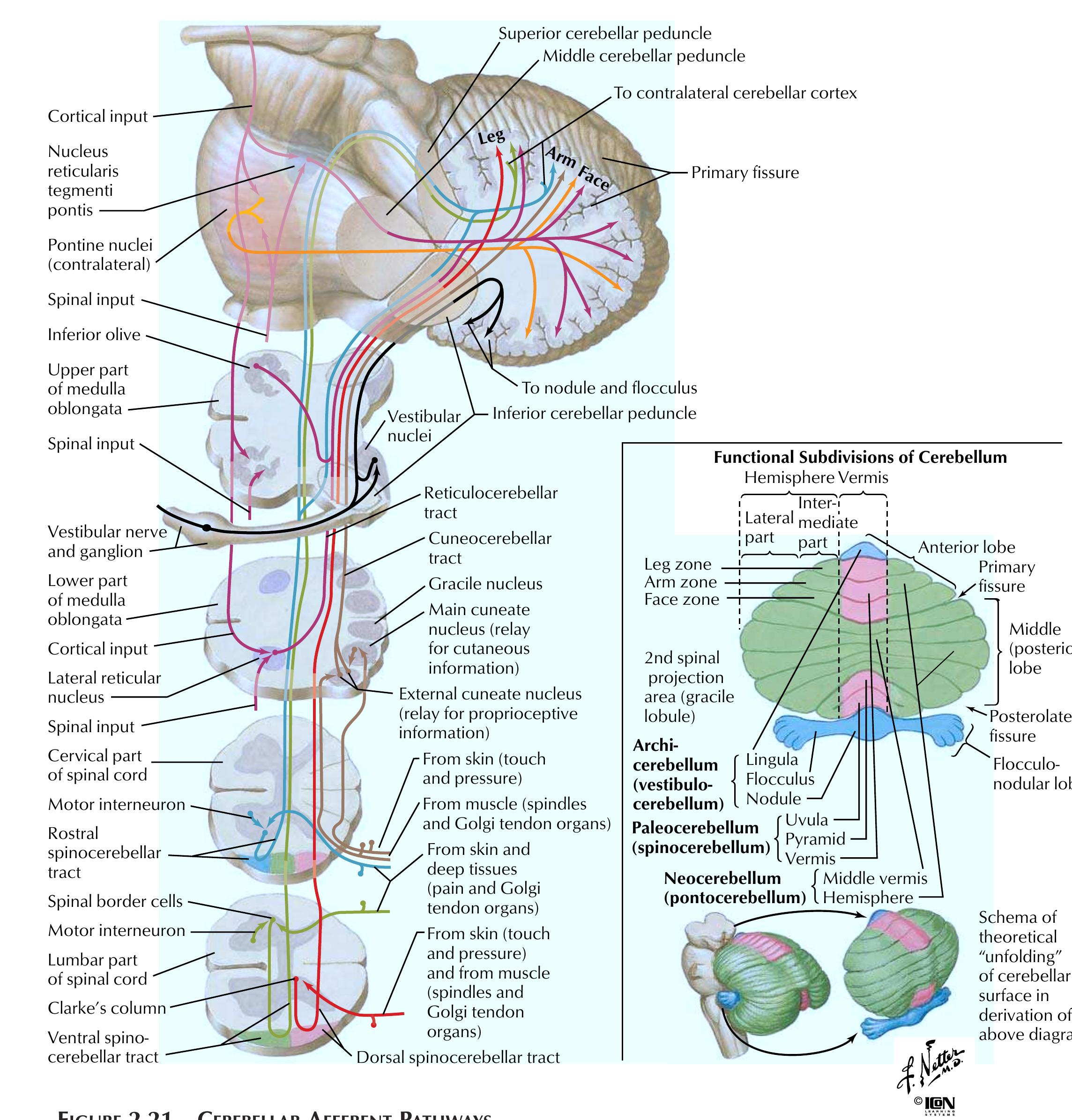 Figure 81 - Atlas of Neuroanatomy and Neurophysiology.
