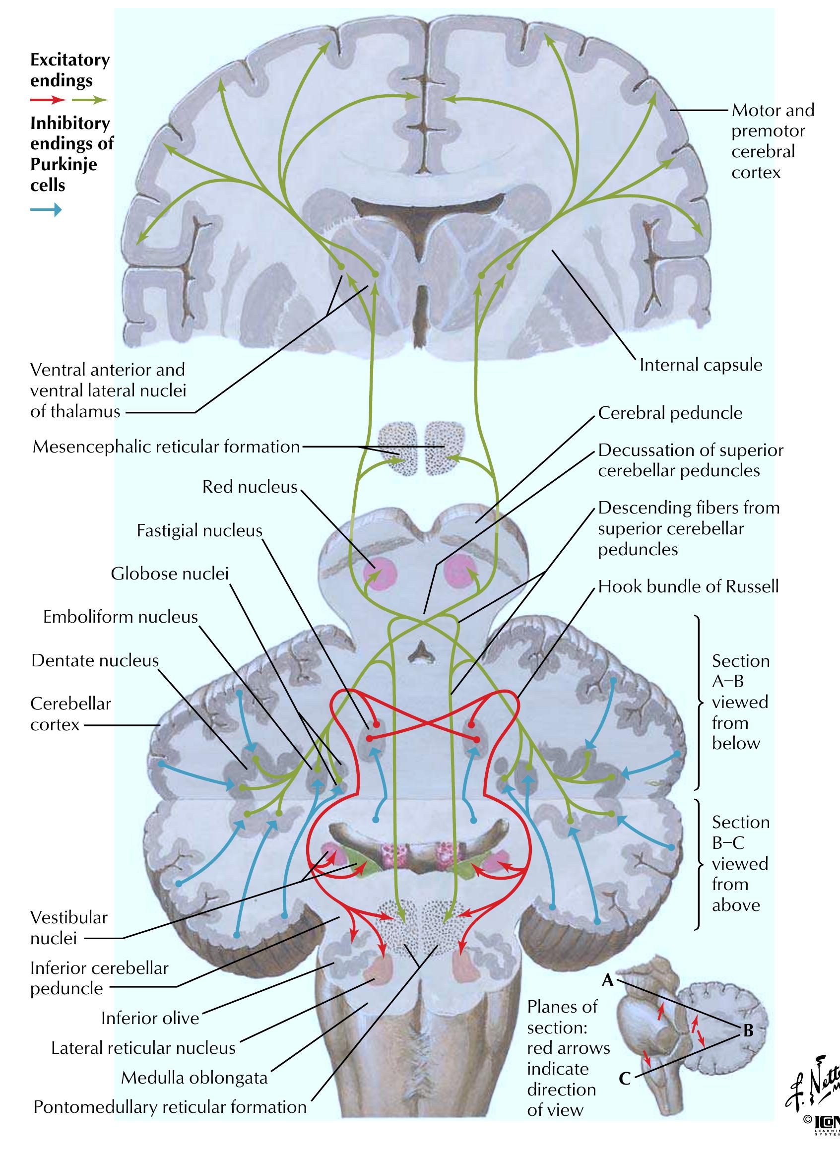 22 cerebellar efferent pathways