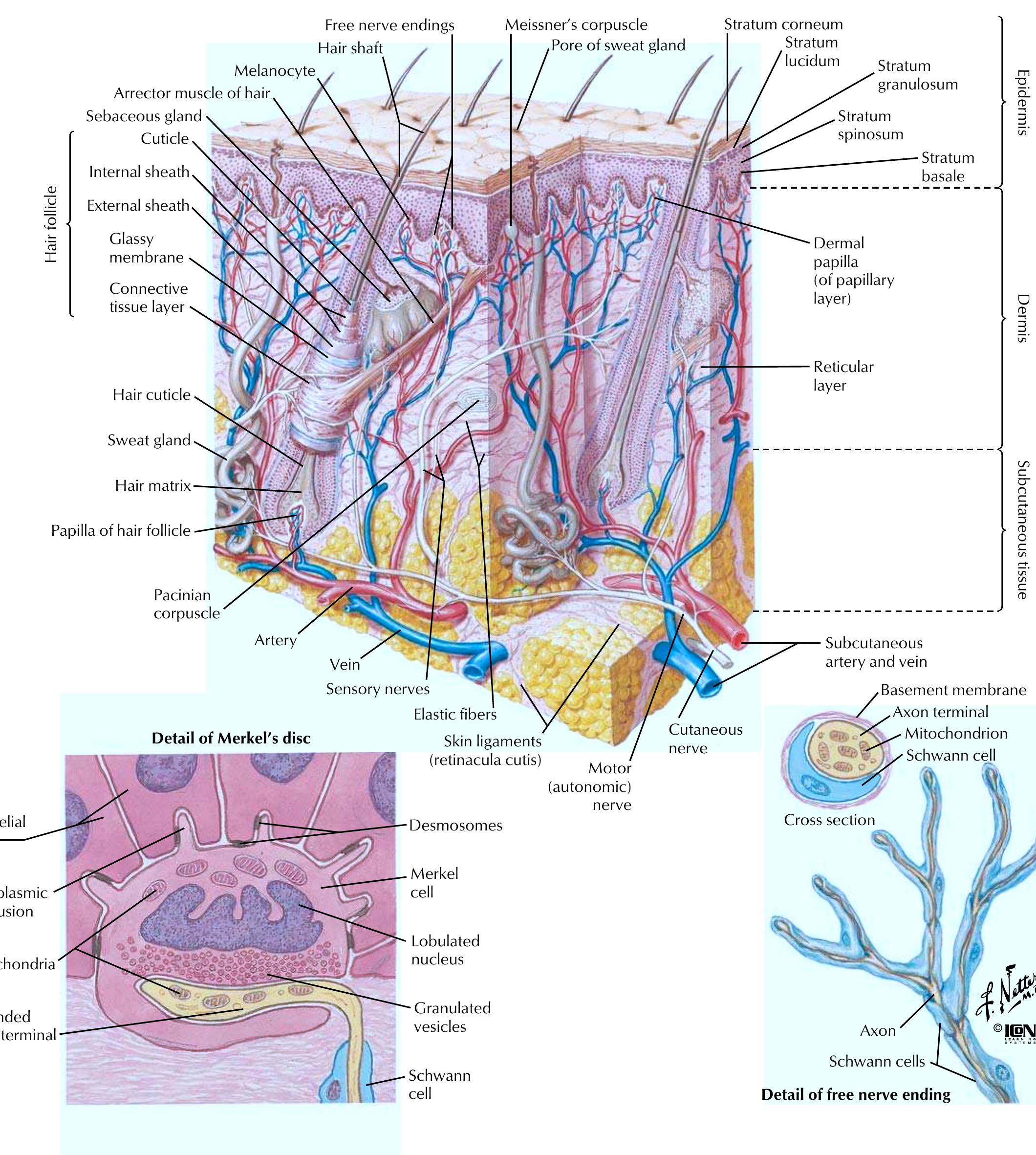 Figure 83 - from Atlas of Neuroanatomy and Neurophysiology.