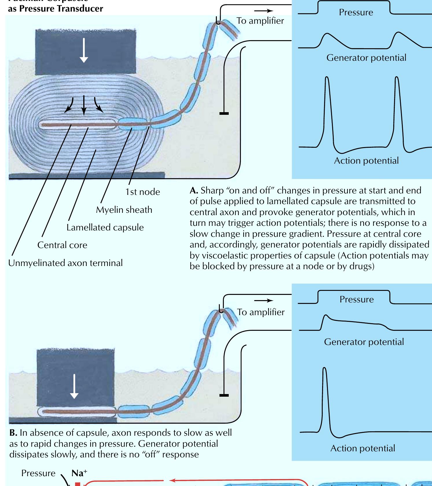 (PDF) Atlas of Neuroanatomy and Neurophysiology.