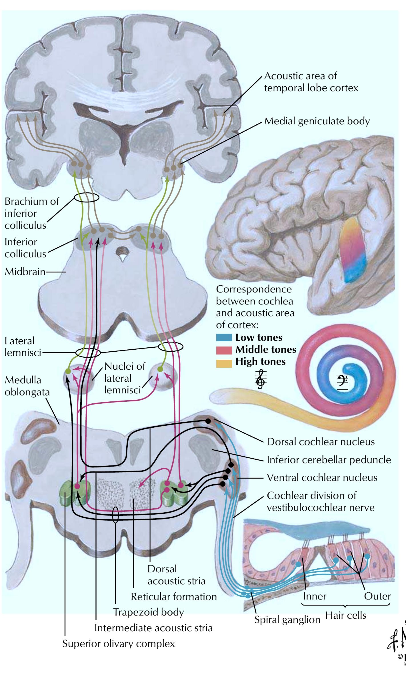 35 auditory pathways