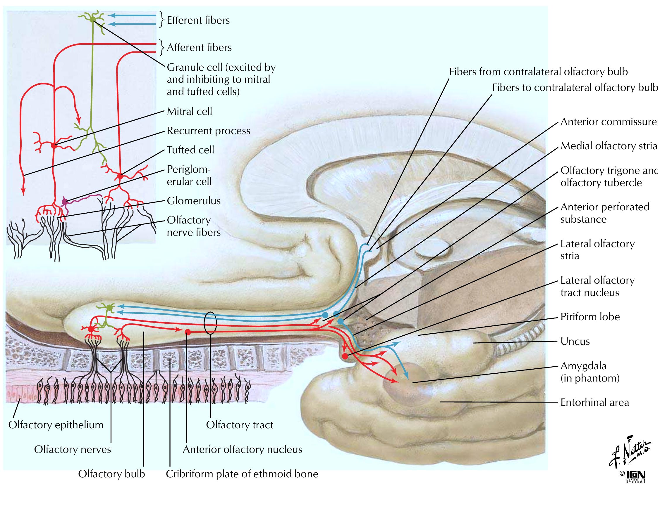 Figure 102 - Atlas of Neuroanatomy and Neurophysiology.