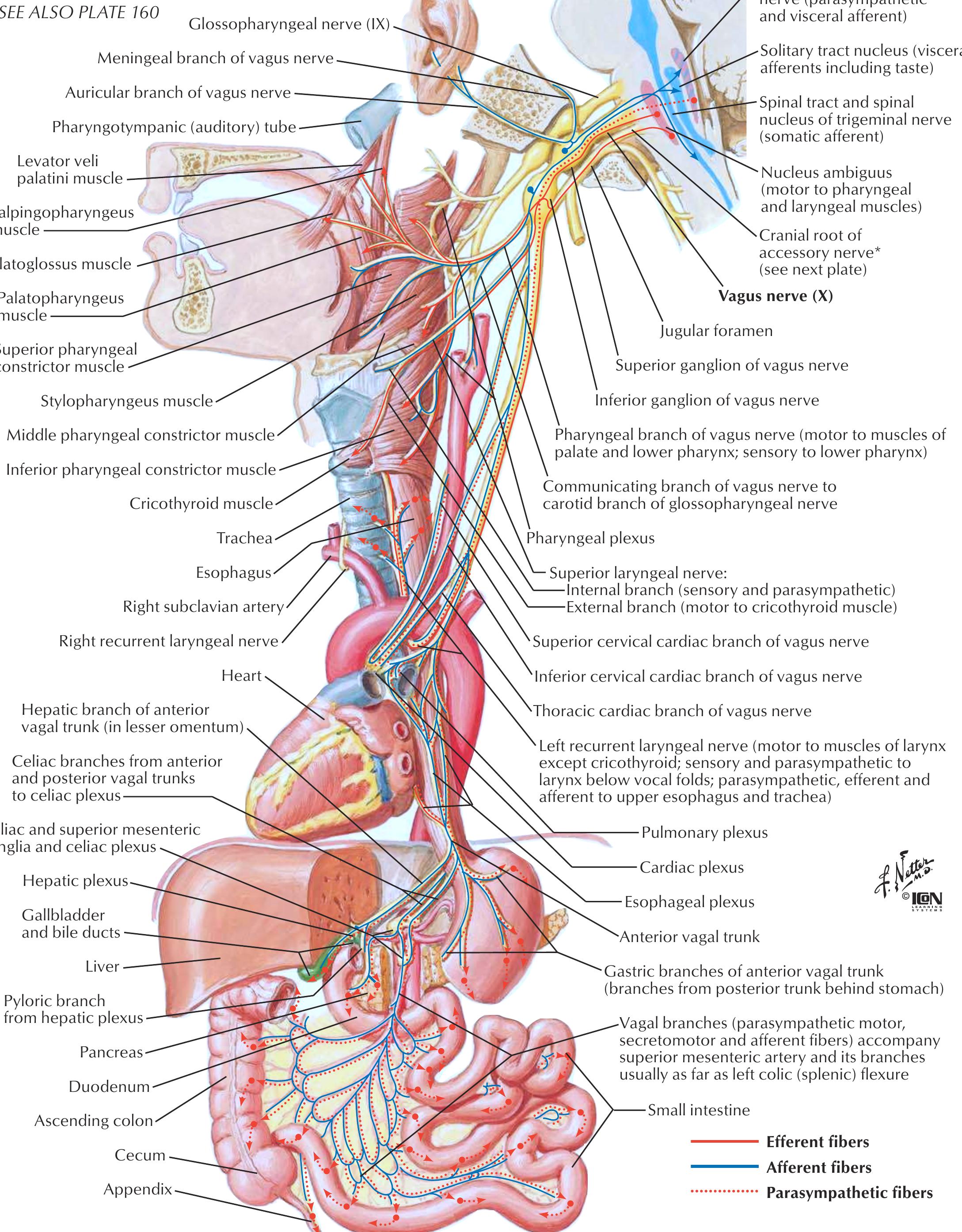 Table 2 - Atlas of Neuroanatomy and Neurophysiology.