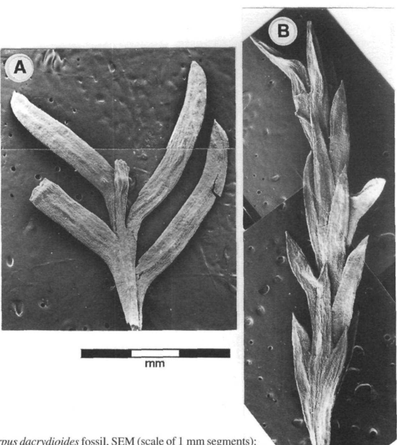 Figure 5 - Pole 1997 Miocene conifers from the Manuherikia