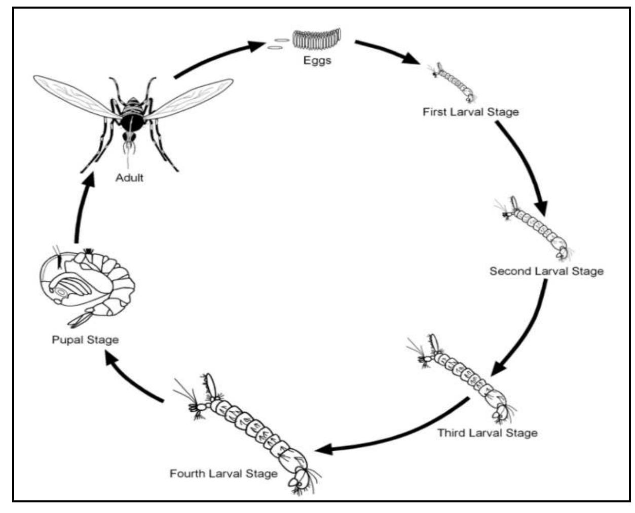 Life cycle of aedes aegypti be completed within