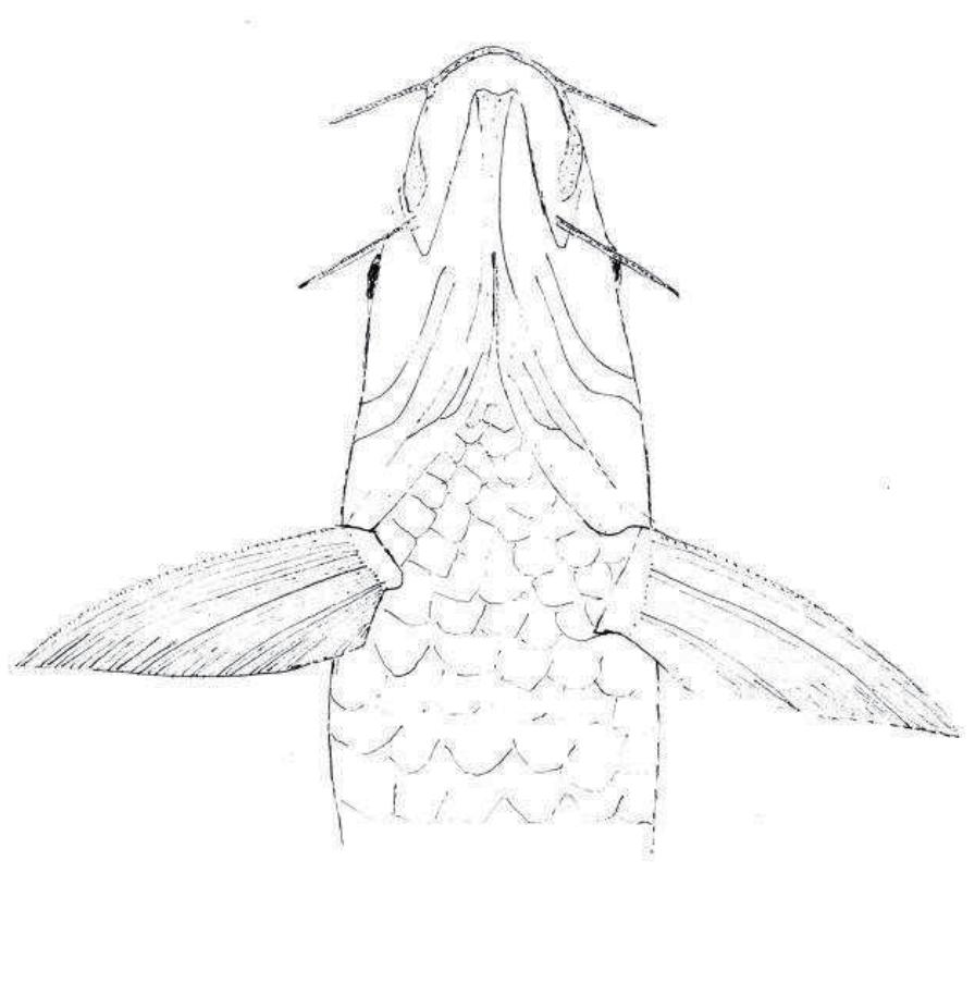 1 tor macrolepis showing ventral view (sketched) base of