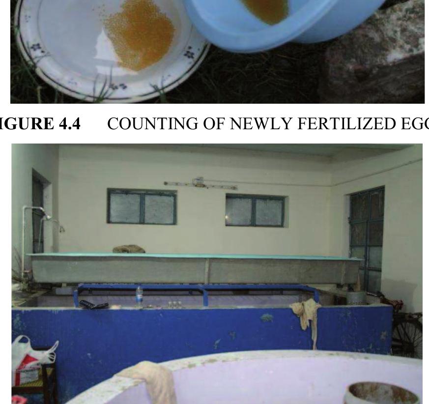 5 incubation trays for 7. macrolepis