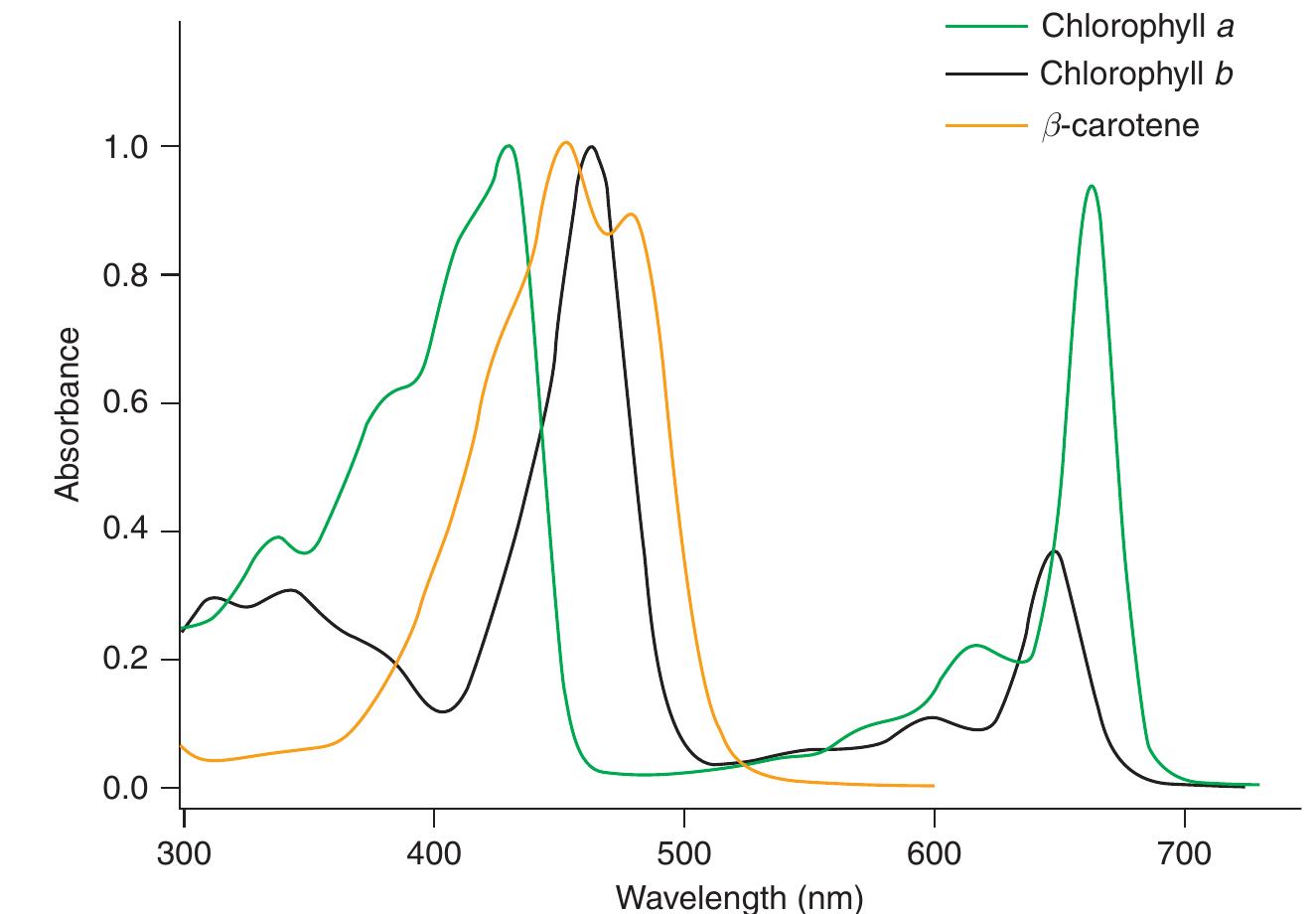 The absorption spectra of chlorophyll a, chlorophyll 6, and