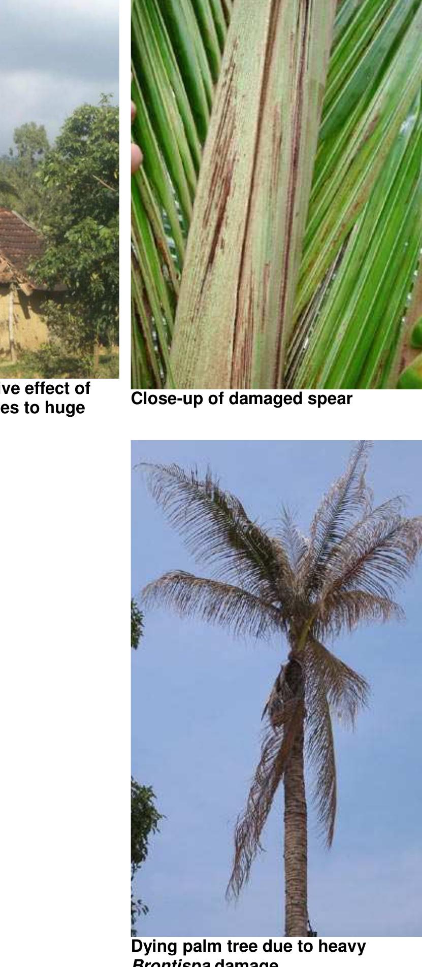 Figure 7 - MASS REARING OF THE COCONUT HISPINE BEETLE
