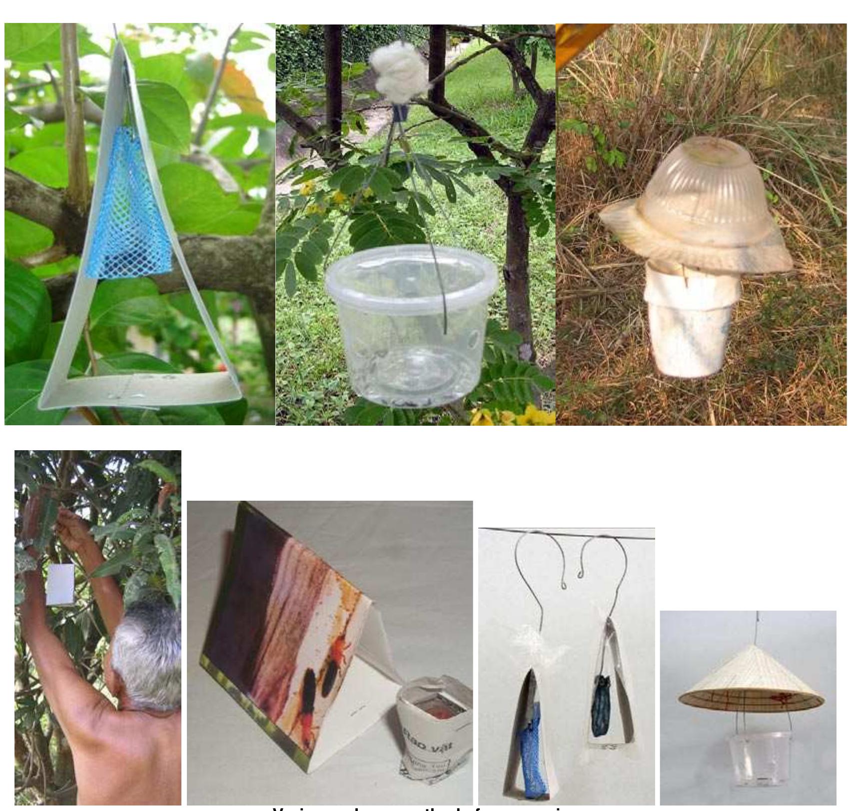 Rearing brontispa longissima and its parasitoid, asecodes