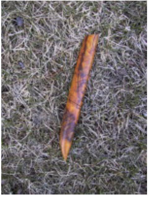 "table puukko", branch of curly birch, 1996 at the age of