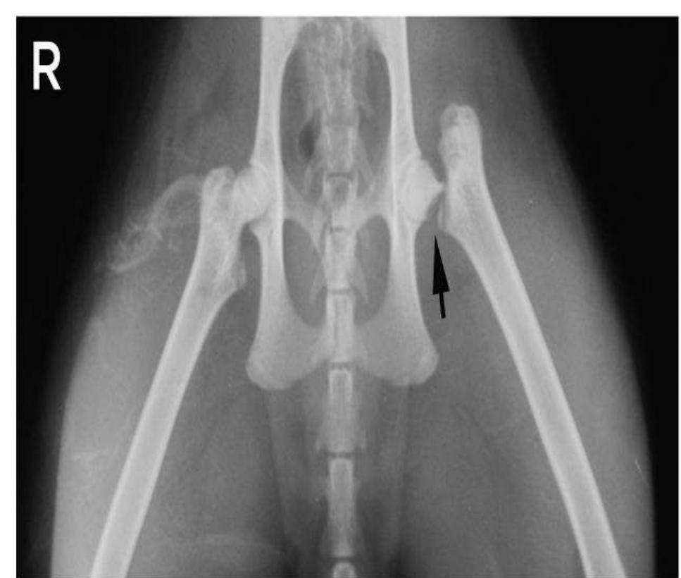Figure 3 - PREVALENCE OF FEMORAL FRACTURES IN DOGS AND CATS